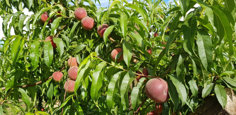 See what we do in pictures | Bilpin Fruit Bowl